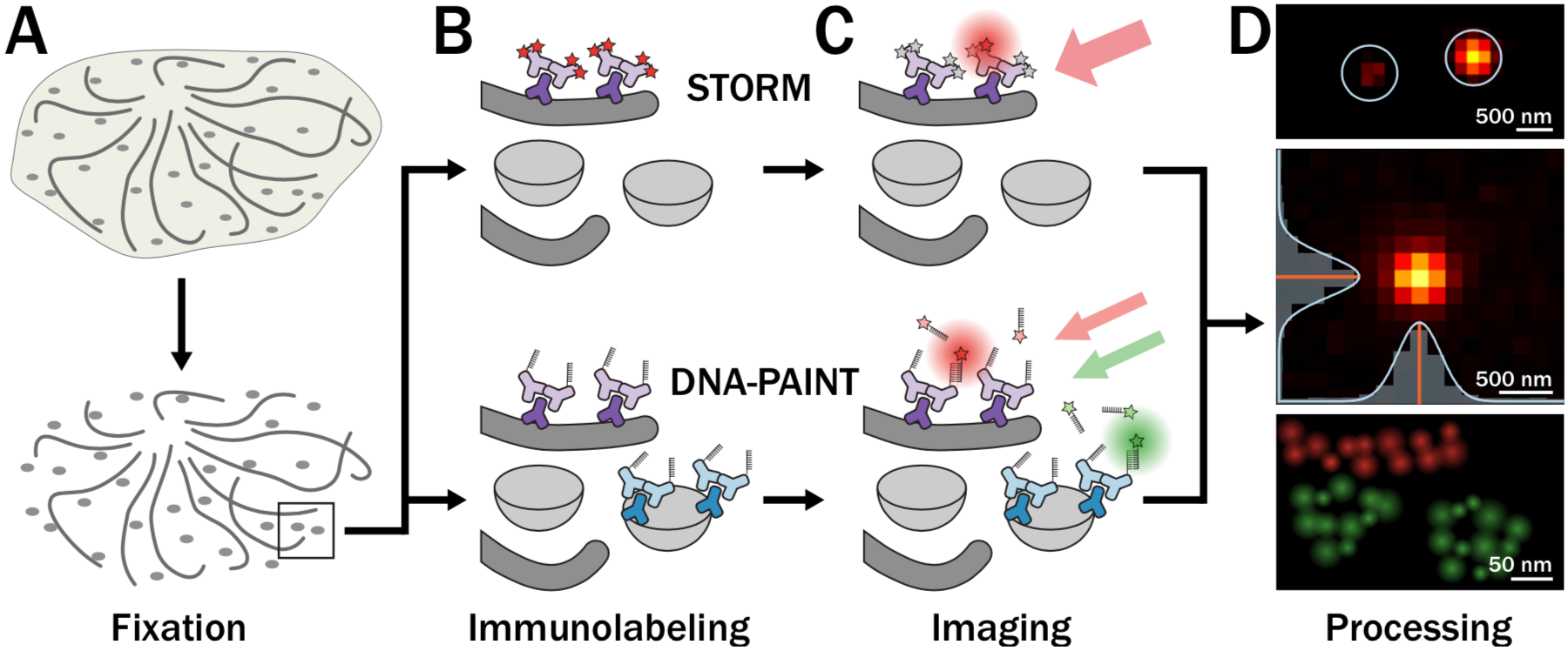New preprint: tips and tricks for SMLM – NeuroCyto Lab