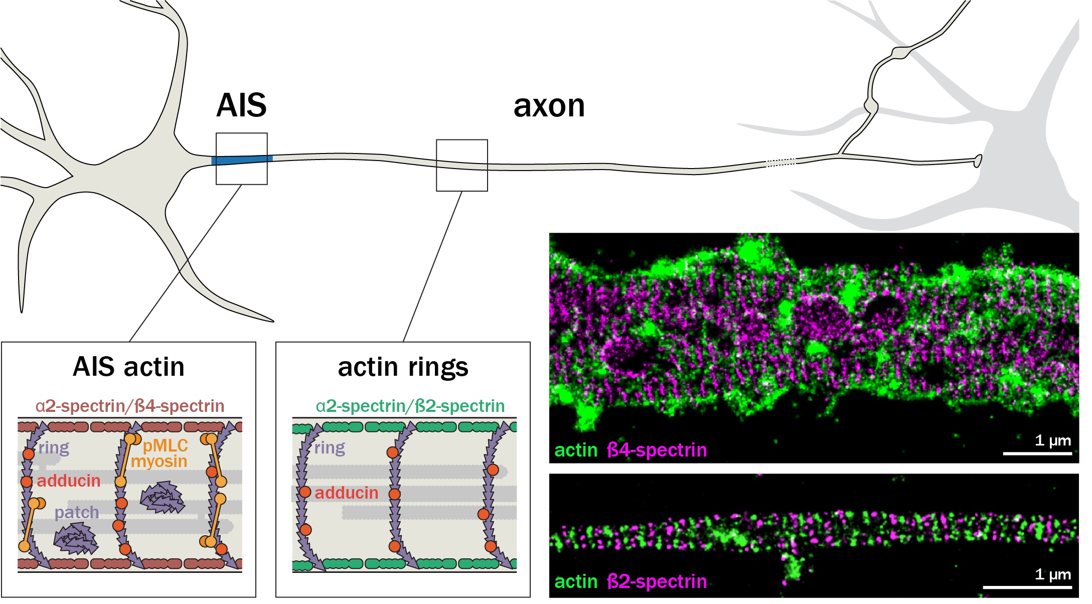 New preprint: the ultrastructure of the axonal actin rings revealed ...