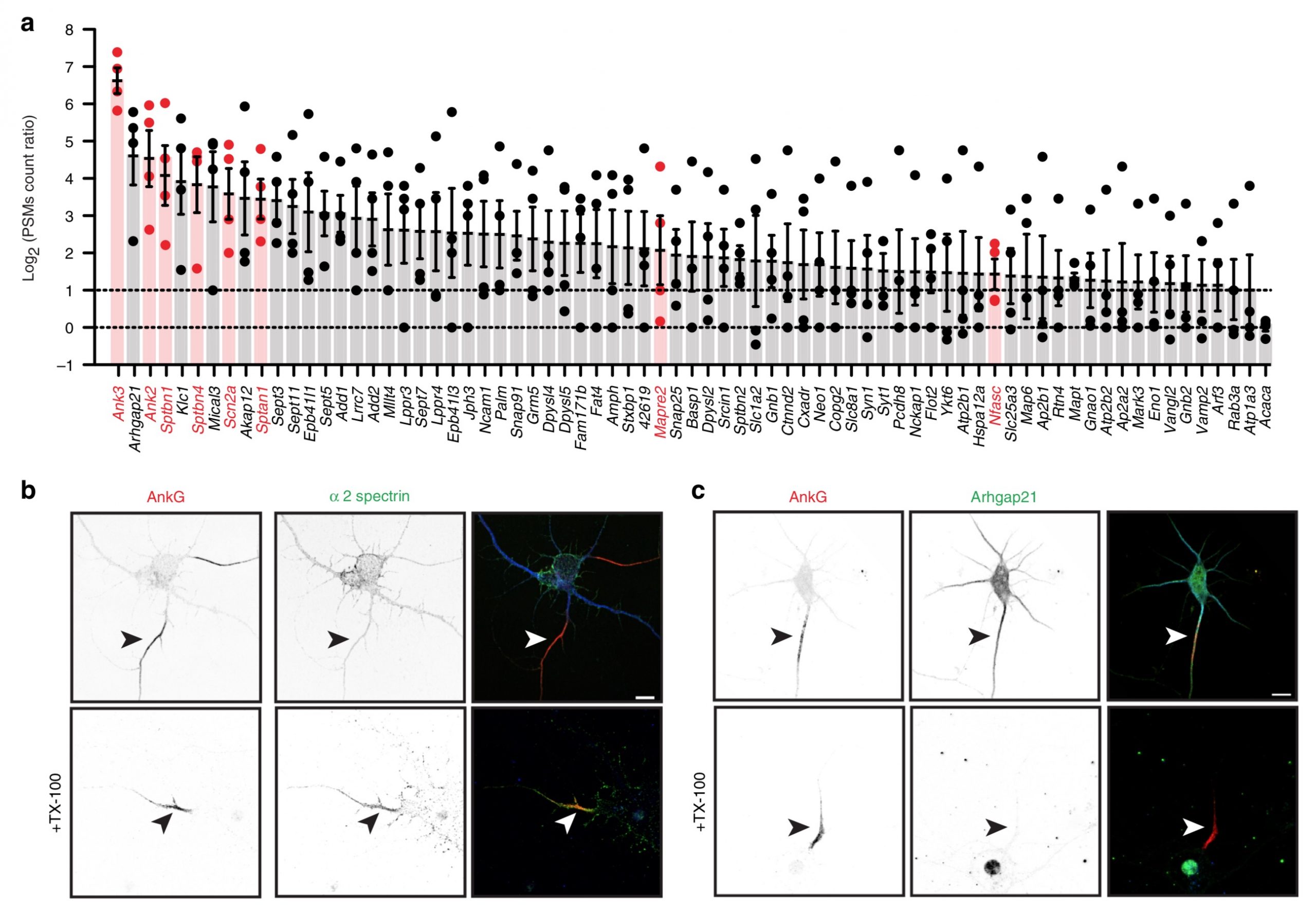 New article out: Mapping the axon initial segment components by mass ...